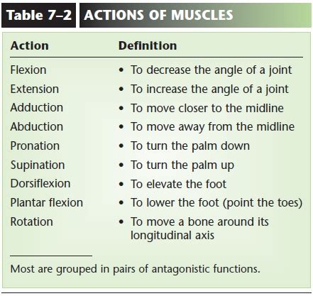Major Muscles Of The Body