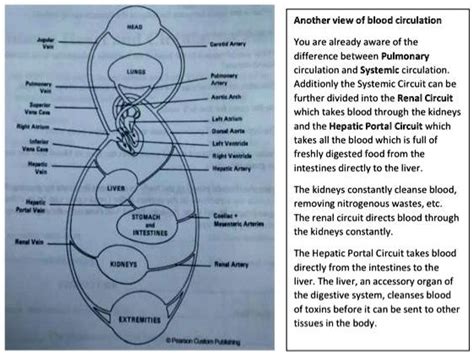 SOLVED Another View Of Blood Circulation You Are Already Aware Of The