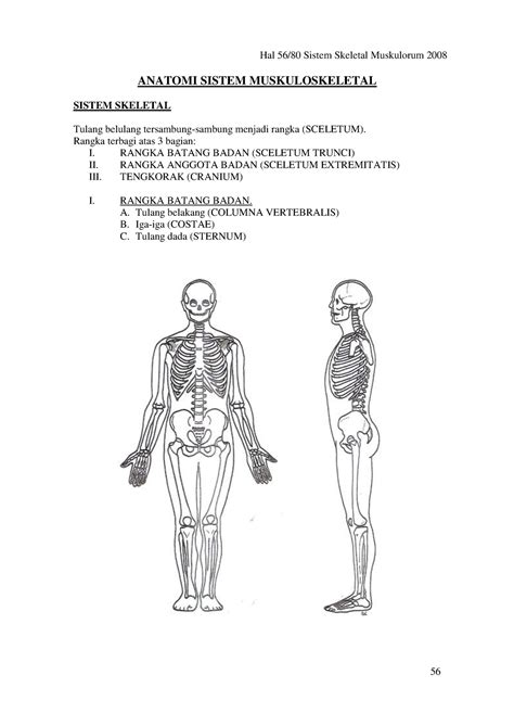Anatomi Sistem Muskuloskeletal ANATOMI SISTEM MUSKULOSKELETAL SISTEM