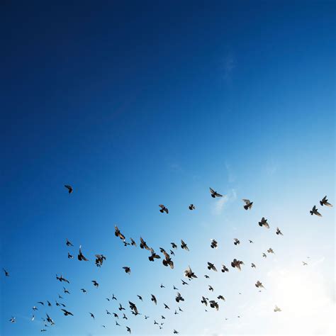 Birds In Sky Wallpapers Top Free Birds In Sky Backgrounds