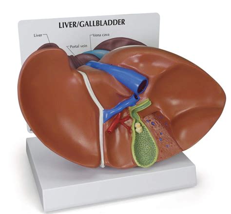 Liver Model Diagram Quizlet