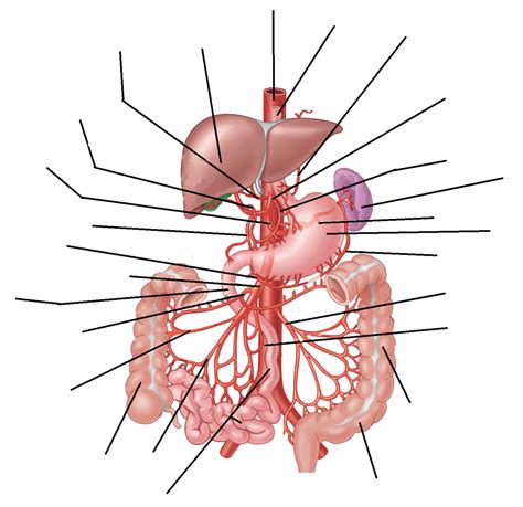 Arterial Blood Supply Diagram Quizlet