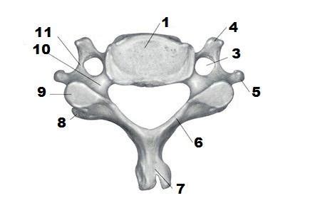 Lumbar Vertebrae Unlabeled