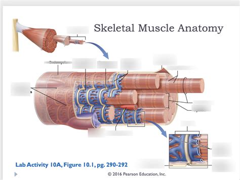 Skeletal Muscle Anatomy Diagram Quizlet
