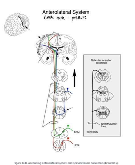Anterolateral System Spinothalamic Tract Diagram Quizlet