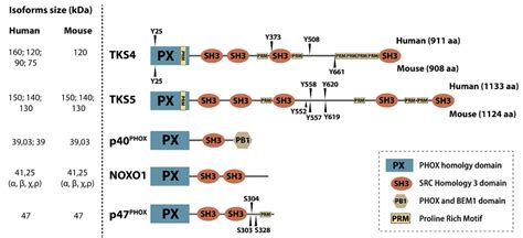 TKS4 And TKS5 Scaffold Proteins Encyclopedia MDPI