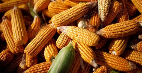 Milho Análise Conjuntural Agromensal Março 2023 Cepea Esalq USP