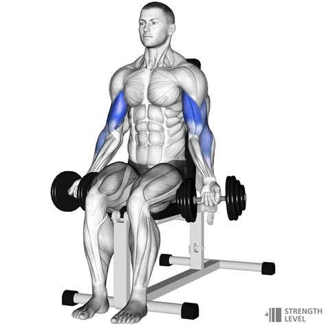 Hammer Curl Con Manubri Seduti