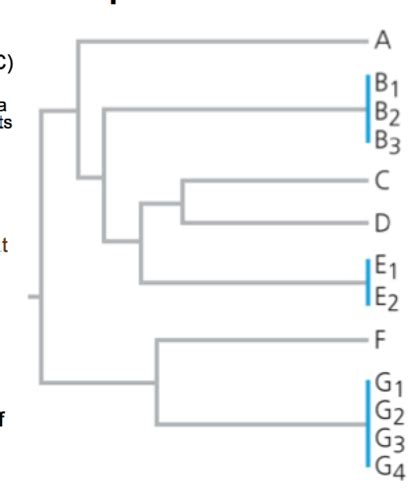 Evolution Test Flashcards Quizlet