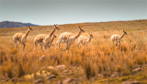 Guía de viaje a Pampa Galeras la fascinante Reserva Nacional en