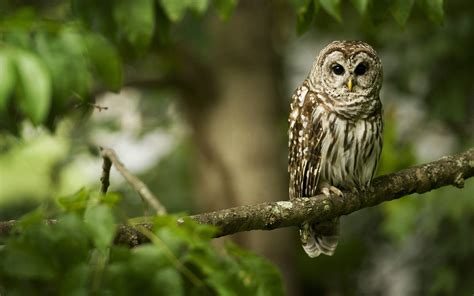 Hd Owl Desktop Background