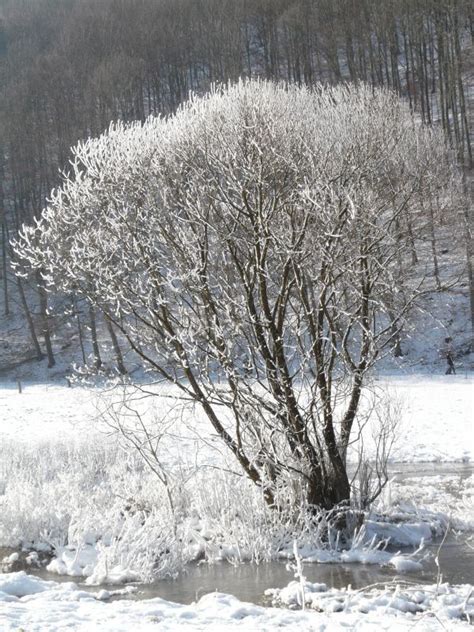 Kostenlose Foto Baum Ast Winter Blatt Blume Frost Eis