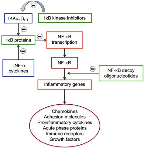 Canonical And Non Canonical Pathways Of Nuclear Factor Nf Kb Ikk