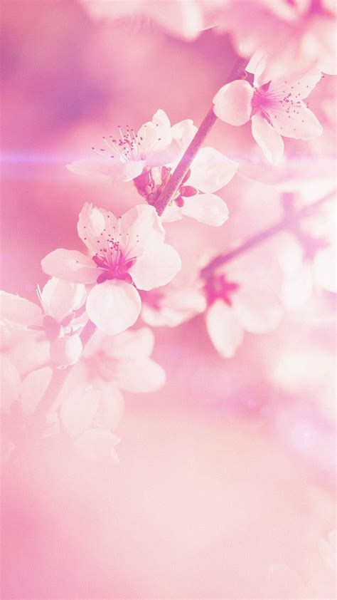 Pink Flower Phone Wallpapers Top Free Pink Flower Phone Backgrounds