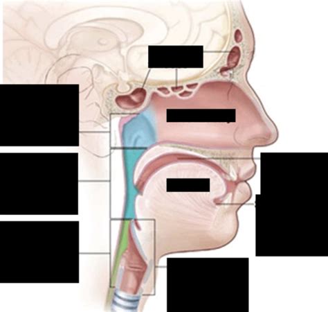 Larynx And Pharynx Flashcards Quizlet