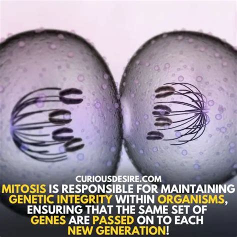 15 Reasons Why Is Mitosis Important Curious Desire