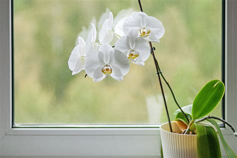 Phalaenopsis Amabilis Moth Orchid