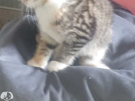 Beautiful Girl Half Maine Coon Kitten In Oldham OL1 On Freeads