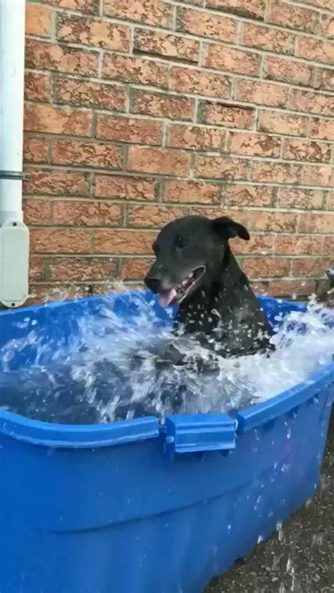 Dilo Con Perritos On Twitter Todo Feliz