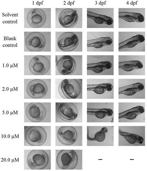Zebrafish Embryo Stages