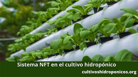 Sistema NFT en el cultivo hidropónico Cultivos hidropónicos