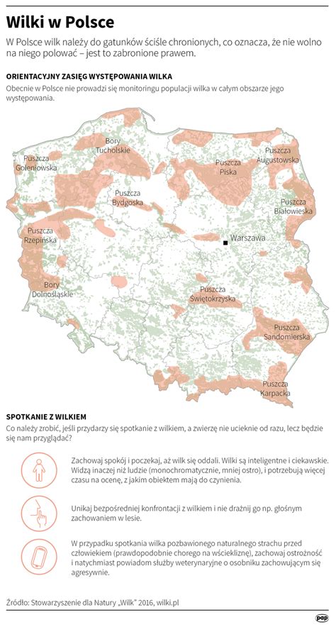 Wilki w Polsce INFOGRAFIKA Podróże