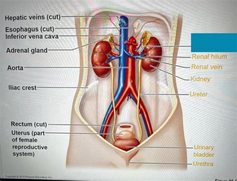 Urinary System Anatomy Flashcards Quizlet