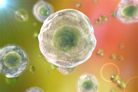 The Nucleus Definition Structure And Function
