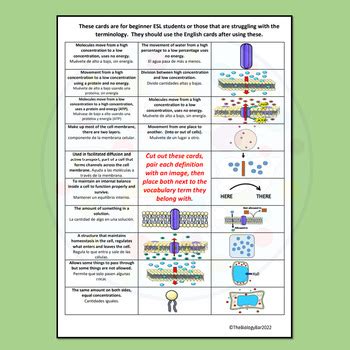 ESL ELL SPED Biology Cell Transport Vocabulary Manipulative By The