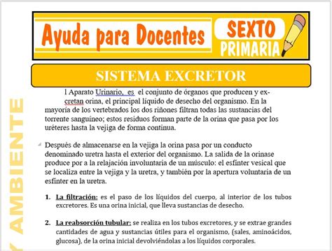 Sistema Excretor Para Sexto De Primaria Ayuda Para Docentes
