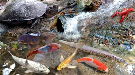Menemukan Sarang Ikan Hias Ikan Aligator Ikan Koi Ikan Cupang Ikan