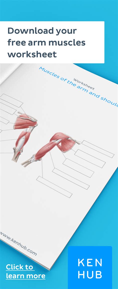 Learn The Muscles Of The Arm With Quizzes Diagrams And Worksheets