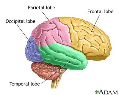 Self Psych Study Guide Flashcards Quizlet