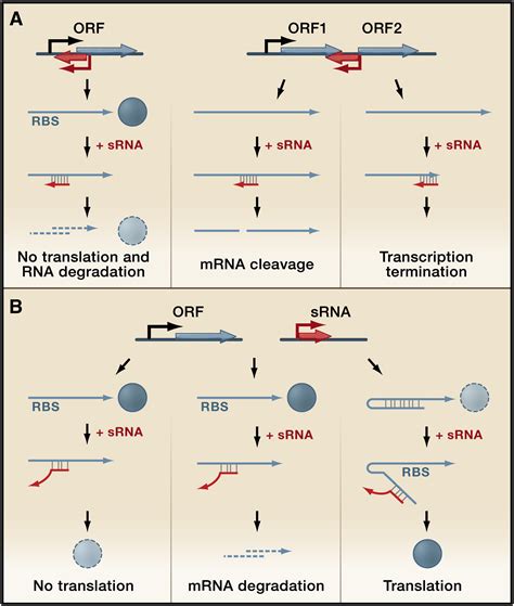 Regulatory RNAs In Bacteria Cell