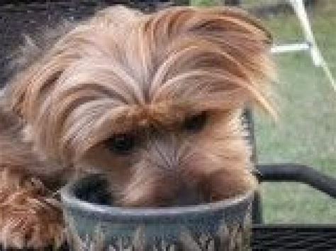 Cuantas Veces Come Un Cachorro Actualizado Agosto 2024