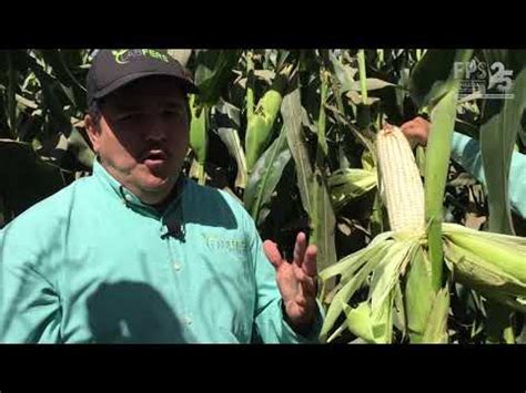 Labfers Paquete Tecnol Gico De Fertilizaci N Foliar Para Alta