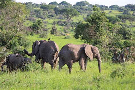 A Memorable 2 Days Safari To Murchison Falls National Park