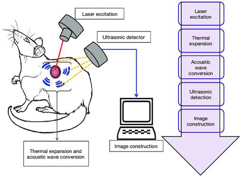 schematic representation of working principle of photoacoustic imaging download scientific