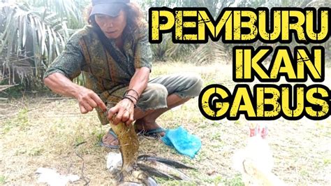 PEMBURU IKAN GABUS TAHAN TAJUR YouTube