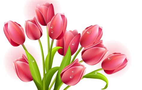 Kostenloser Clipart Download von Tulpen Strauß Vektor FreeImages