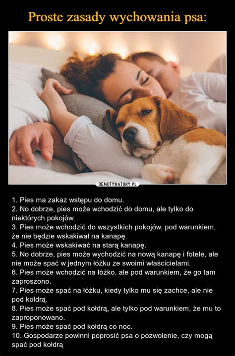 Proste Zasady Wychowania Psa Demotywatory Pl