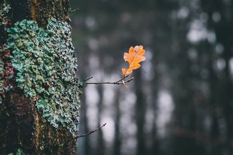 Free Images Tree Nature Forest Branch Winter Light Sunlight