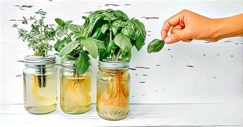 12 Herbs You Can Grow In Water WhenYouGarden