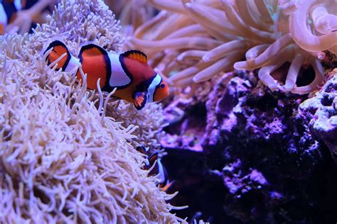 Best Saltwater Aquarium Fish For Beginners Aquaticstories
