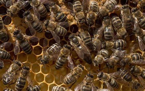 Cría de abejas reinas