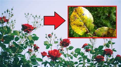 Sternrußtau an Rosen bekämpfen behandeln vorbeugen Rose hat gelbe