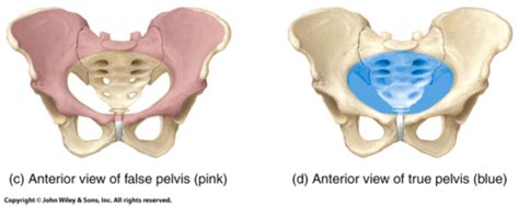 Pelvis And Perineum Flashcards Quizlet