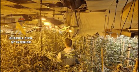 La Guardia Civil Desarticula Un Grupo Criminal Dedicado Al Cultivo De