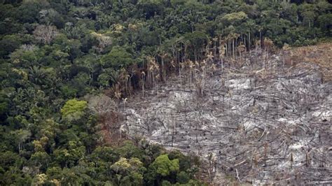 Detener la pérdida de biodiversidad 5 ámbitos clave para desescalar el