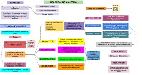 Mapa Conceptual Del Sistema Inmunol Gico Gu A Paso A Paso